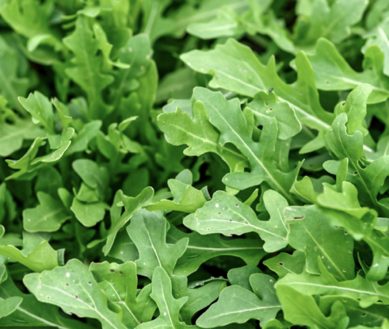 Arugula – Red Hook Responds