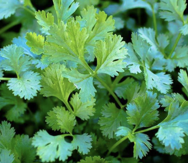 Cilantro – Red Hook Responds