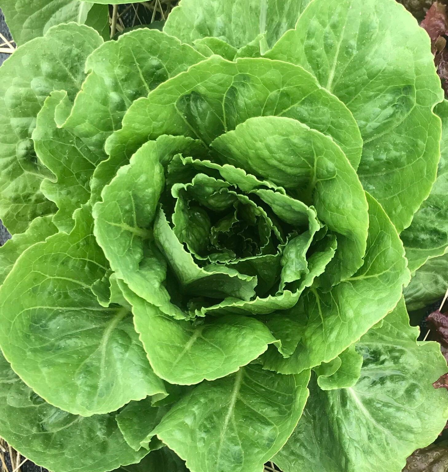 Romaine Hearts – Red Hook Responds